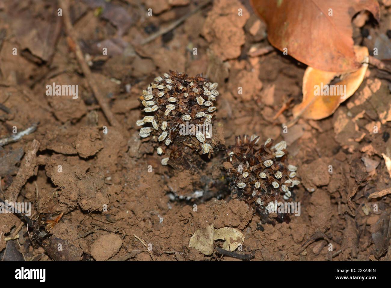 fungus root (Balanophora fungosa) Plantae Stock Photo - Alamy