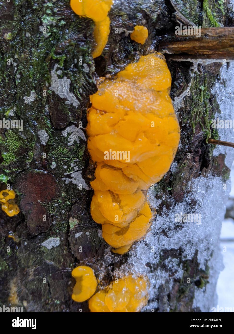 Orange Jelly Spot (Dacrymyces chrysospermus) Fungi Stock Photo - Alamy