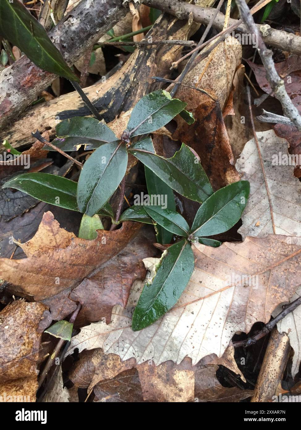 heathers, balsams, primroses, and allies (Ericales) Plantae Stock Photo ...
