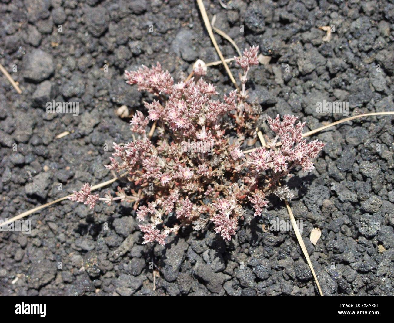 (Polycarpaea tenuis) Plantae Stock Photo - Alamy