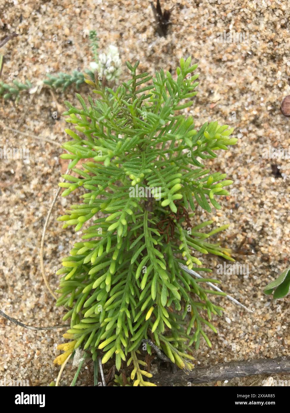 (Senecio platensis) Plantae Stock Photo - Alamy