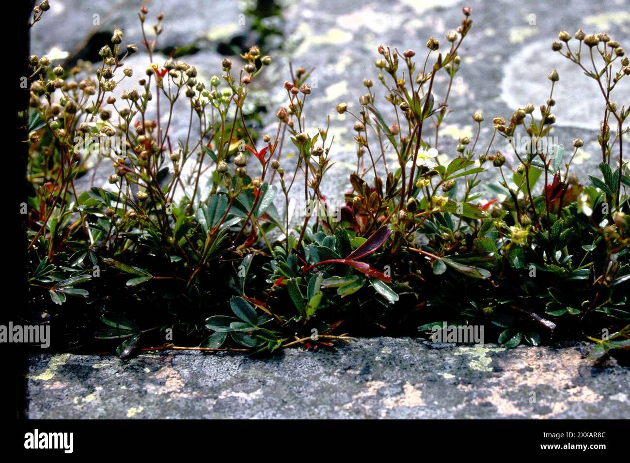 three-toothed cinquefoil (Sibbaldiopsis tridentata) Plantae Stock Photo ...