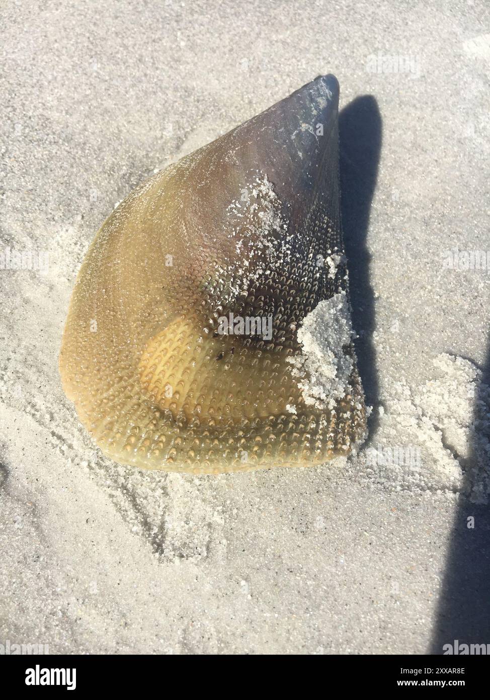 Atrina hi-res stock photography and images - Alamy