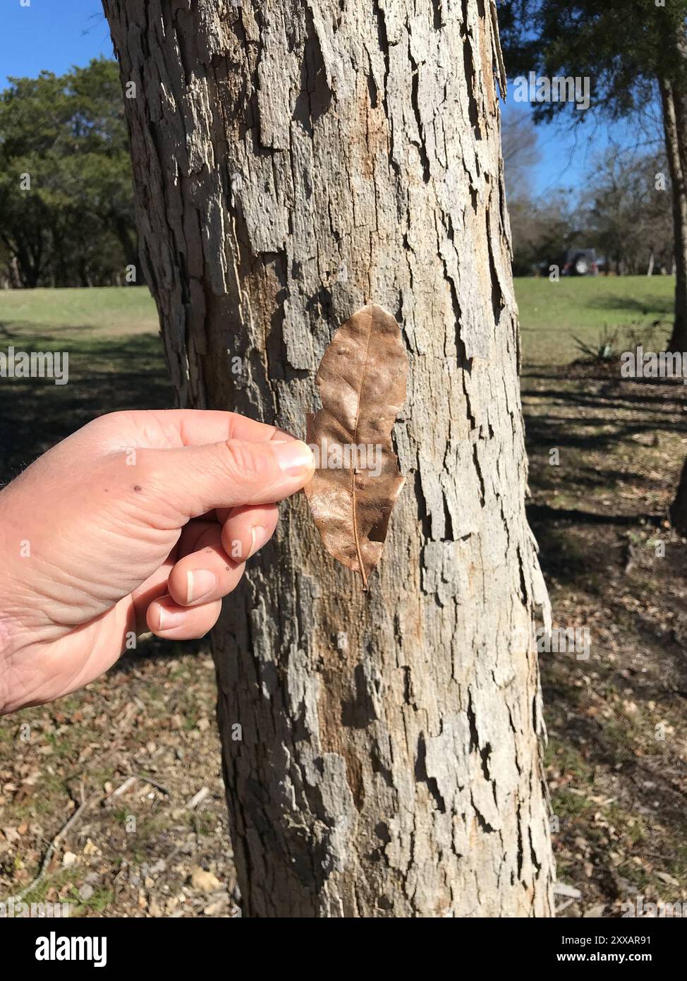 bastard oak (Quercus sinuata) Plantae Stock Photo - Alamy