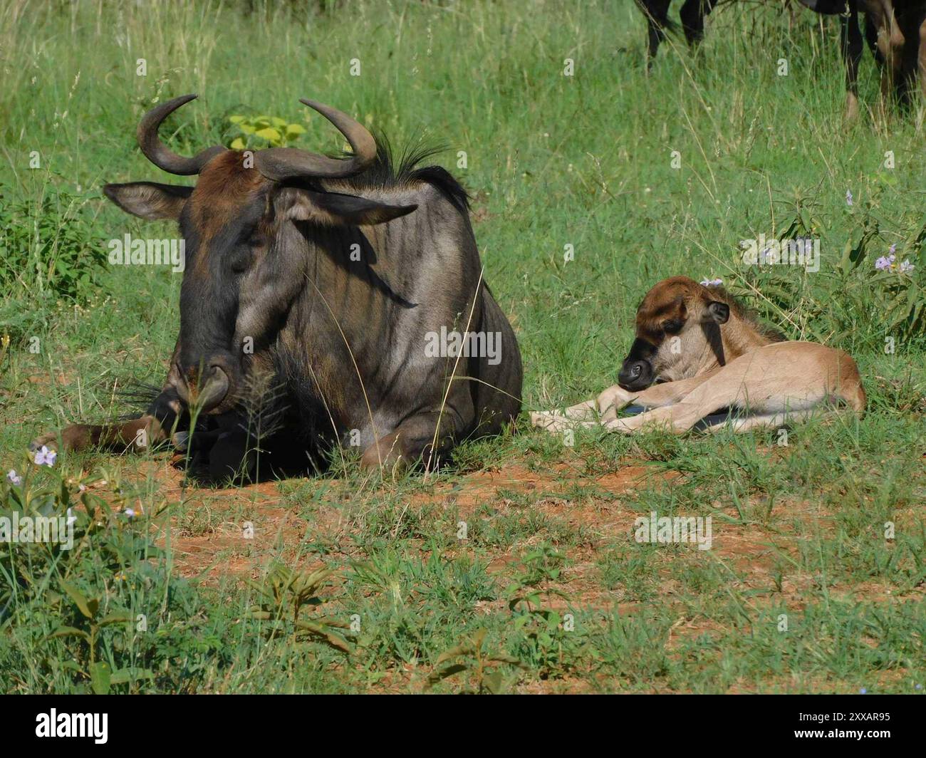 Blue Wildebeest (Connochaetes taurinus taurinus) Mammalia Stock Photo ...