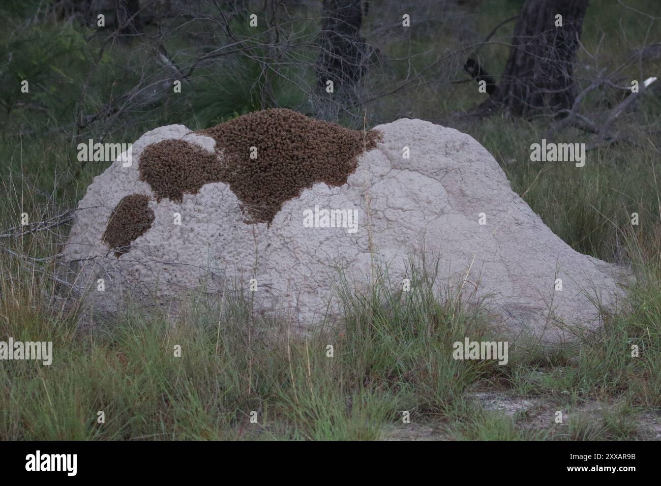 Conehead Termites (Nasutitermes) Insecta Stock Photo - Alamy