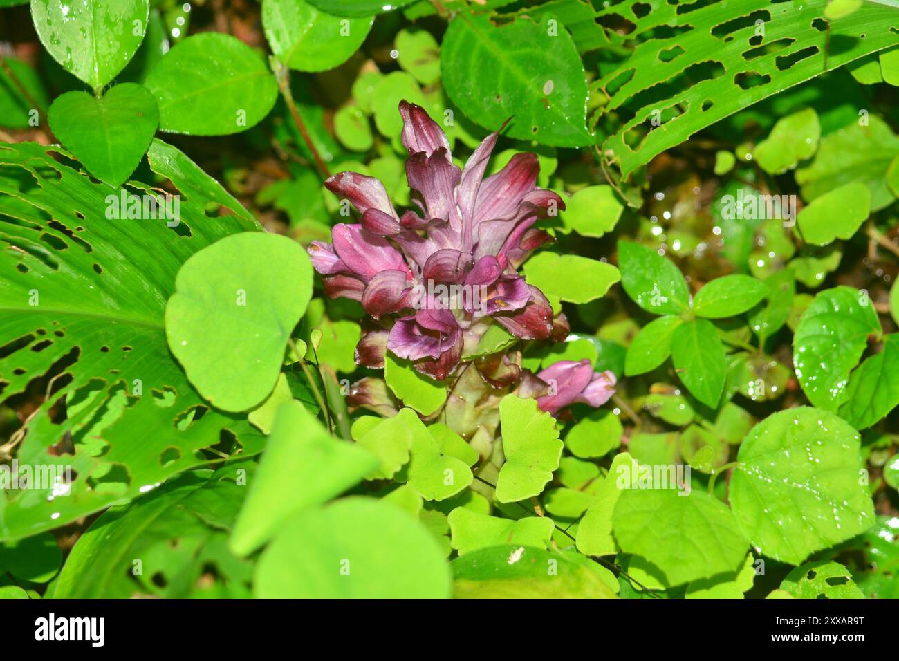 Deceptive Curcuma (Curcuma decipiens) Plantae Stock Photo - Alamy