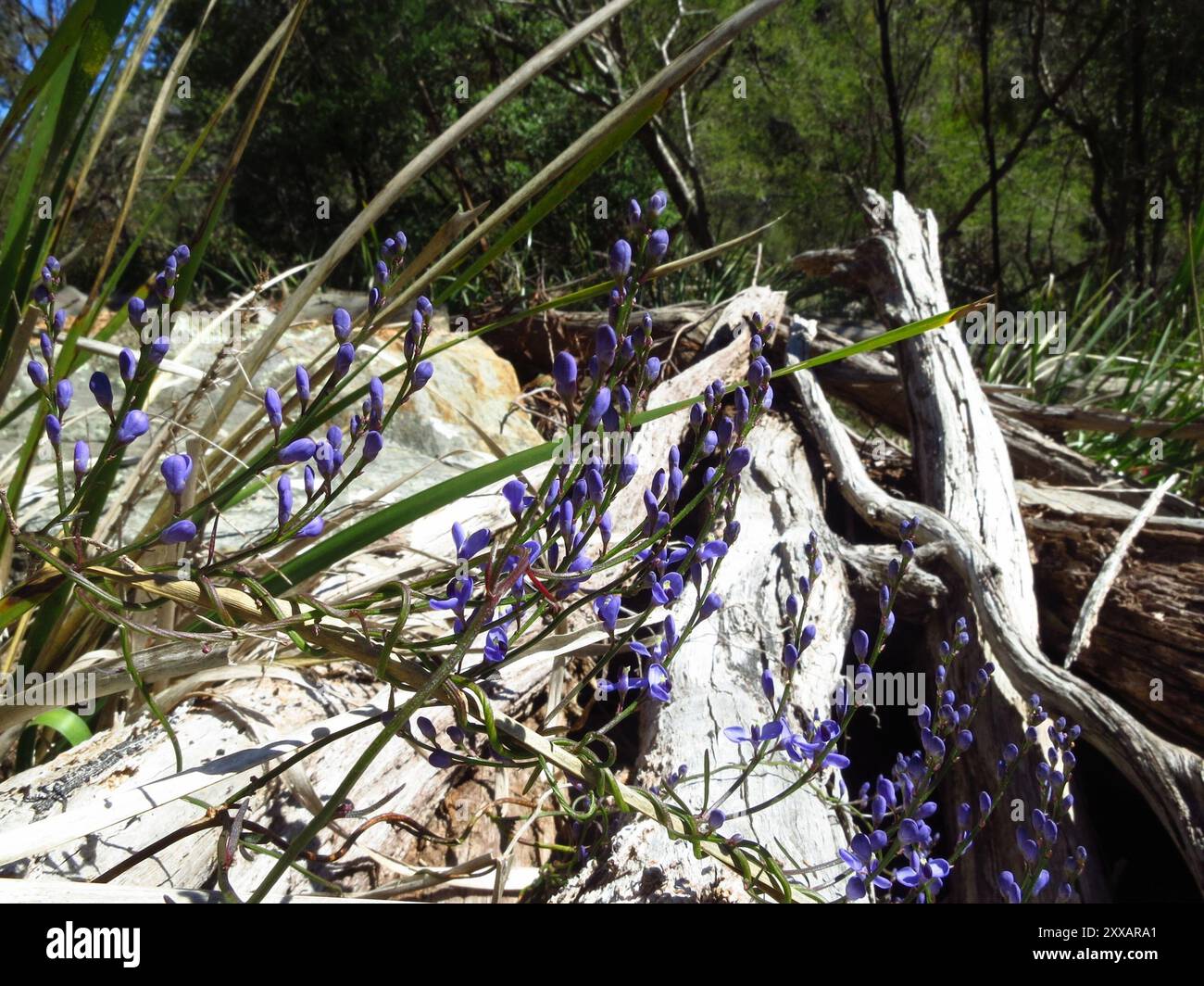 Comesperma volubile hi-res stock photography and images - Alamy