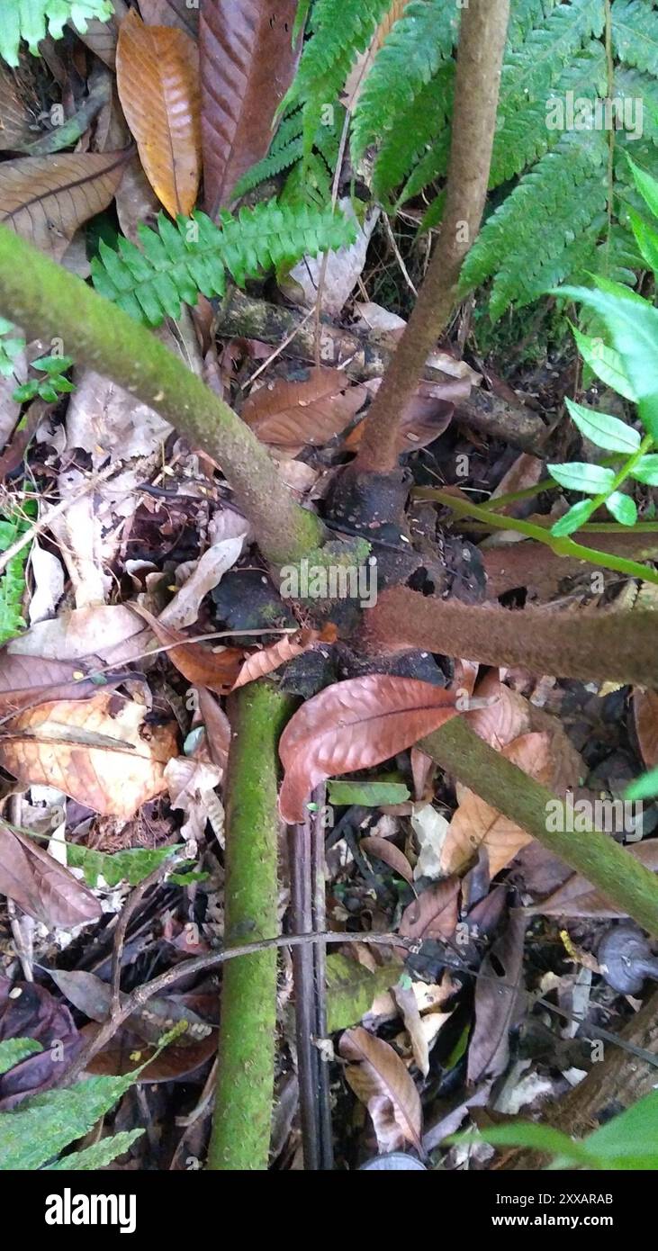 king fern (Angiopteris evecta) Plantae Stock Photo - Alamy