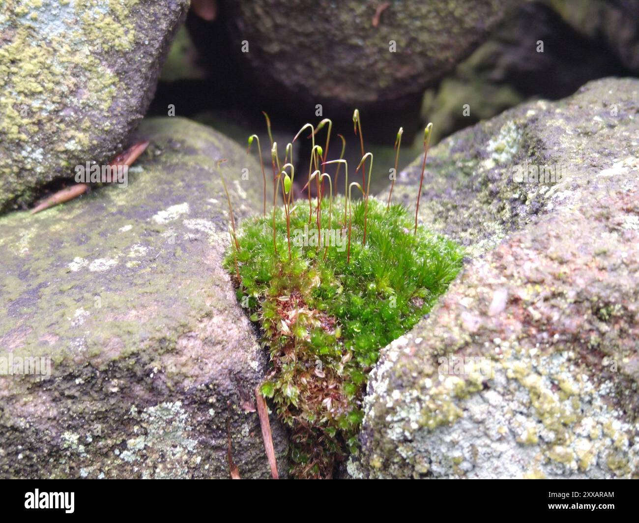 Capillary Thread-moss (Ptychostomum capillare) Plantae Stock Photo - Alamy