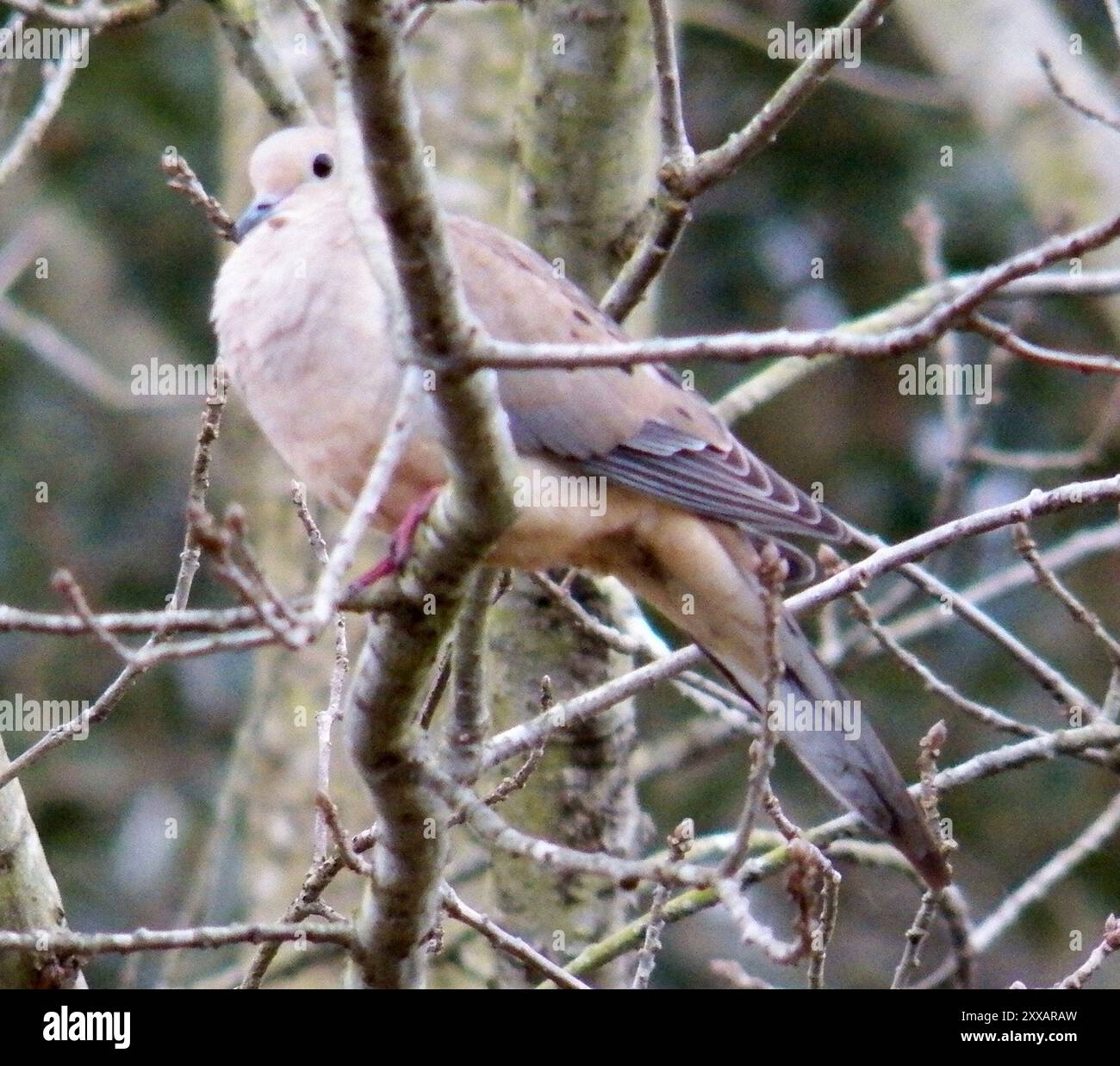 Mourning Dove (Zenaida macroura) Aves Stock Photo - Alamy