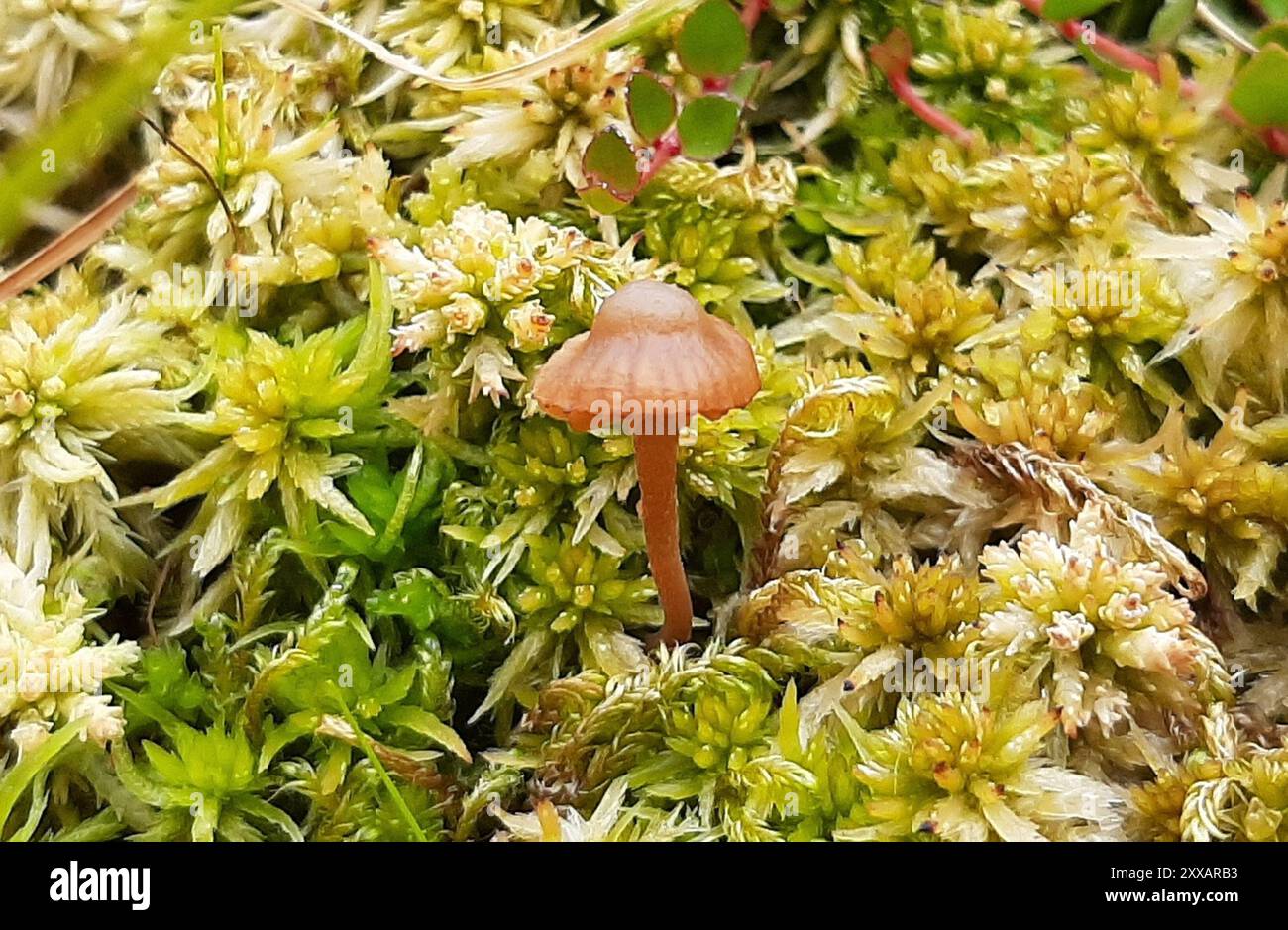 Moss Bells (Galerina) Fungi Stock Photo - Alamy