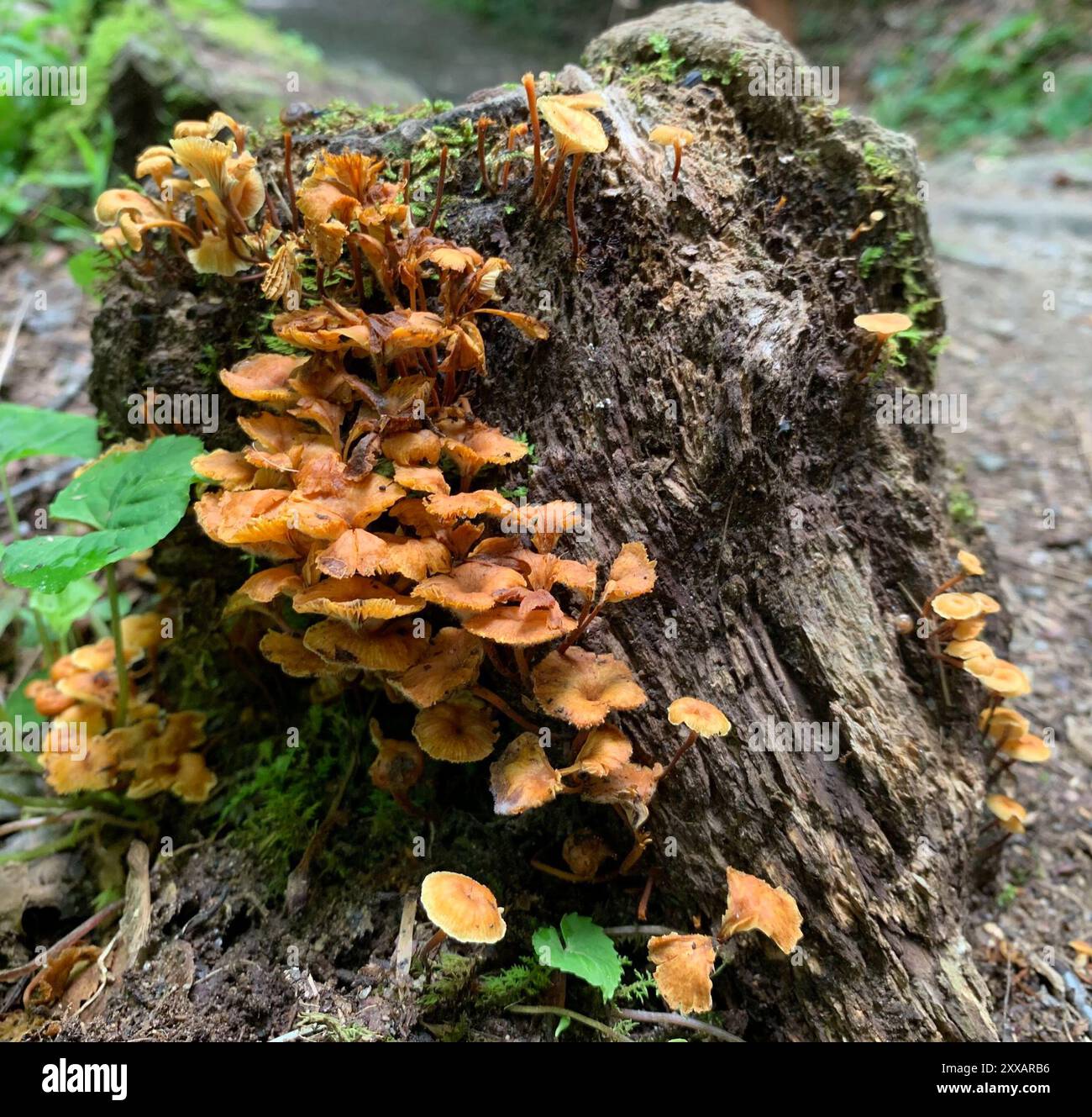 Pinewood Gingertail (Xeromphalina campanella) Fungi Stock Photo - Alamy