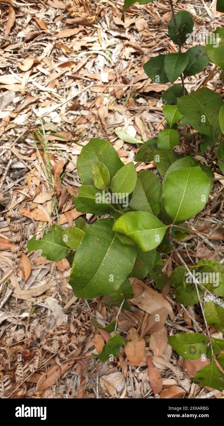forest olive (Notelaea ovata) Plantae Stock Photo - Alamy