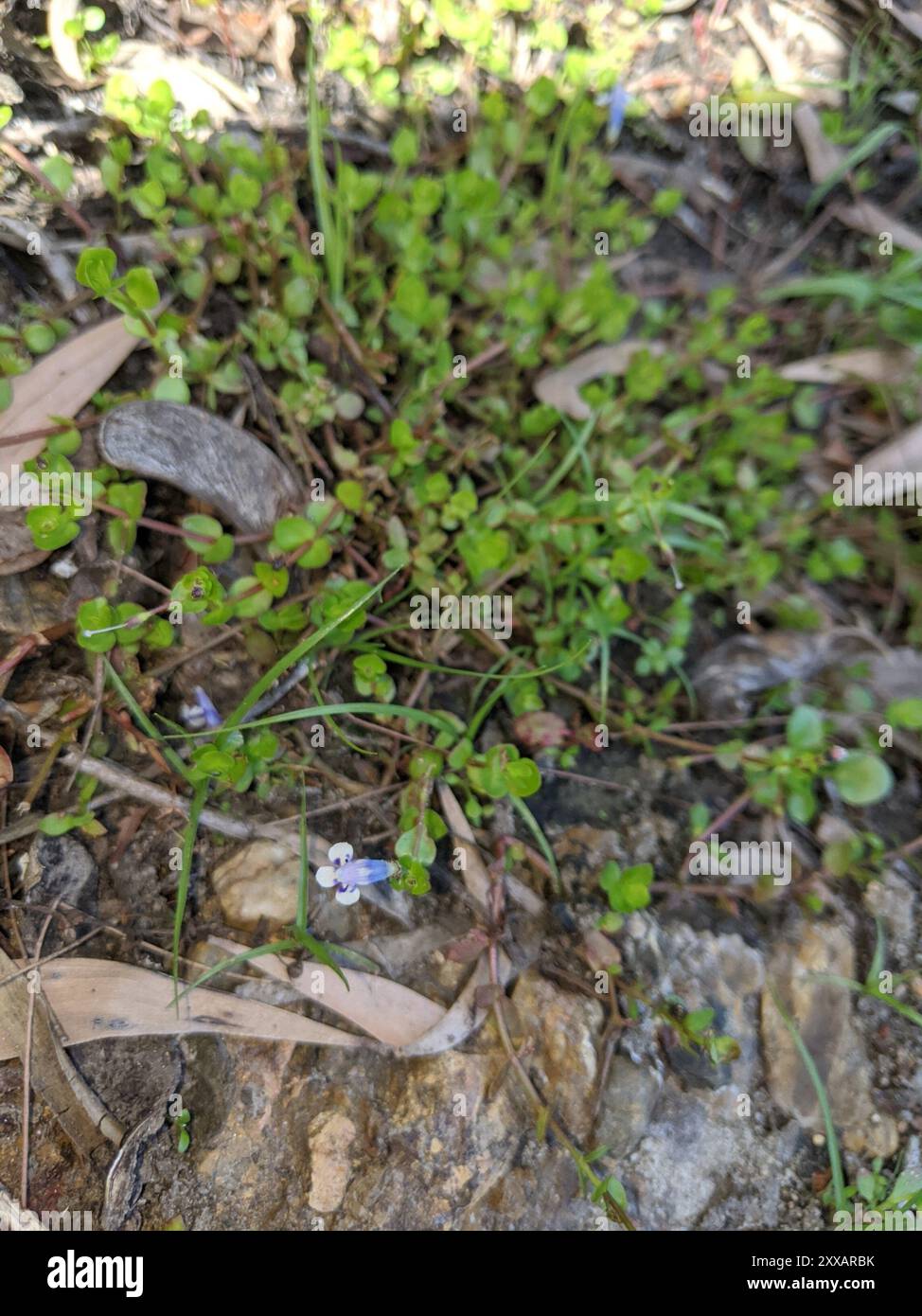 Roundleaf Lindernia (Lindernia rotundifolia) Plantae Stock Photo - Alamy