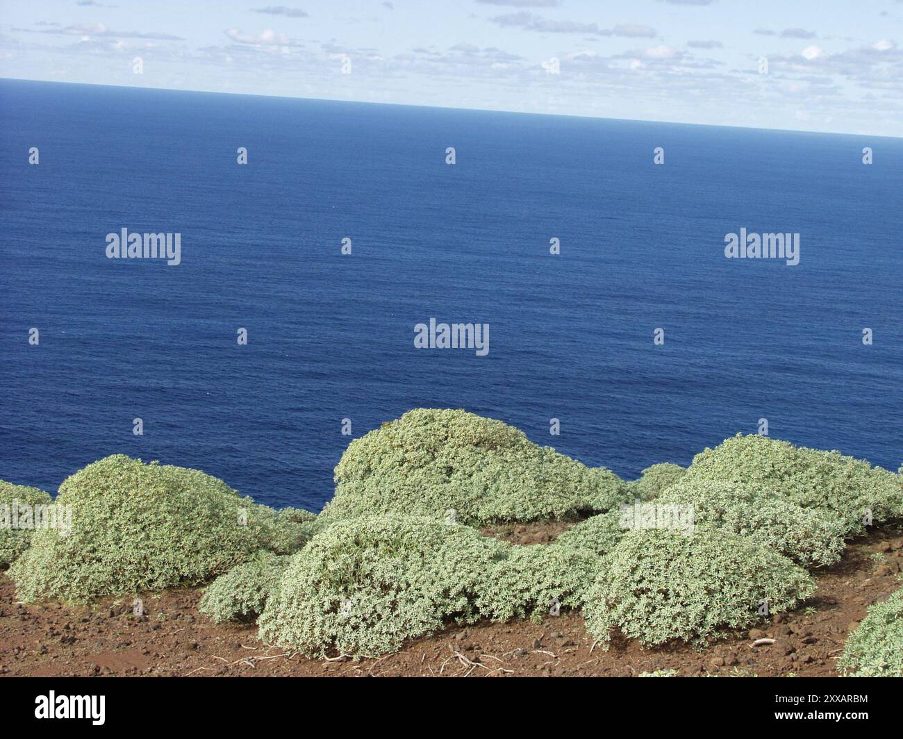 balsam spurge (Euphorbia balsamifera) Plantae Stock Photo - Alamy