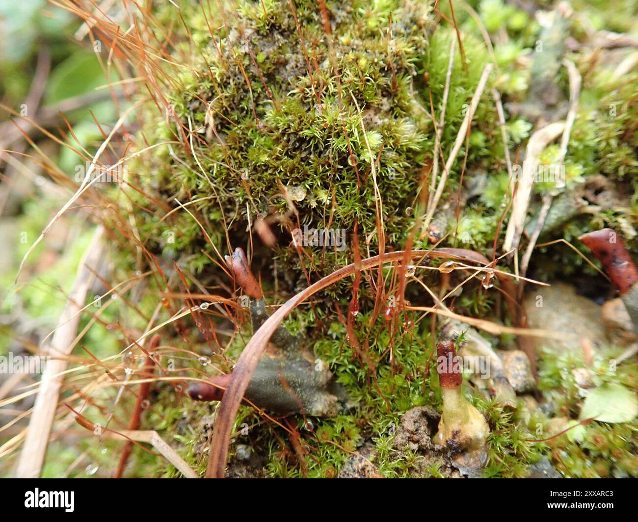Redshank (Ceratodon purpureus) Plantae Stock Photo - Alamy