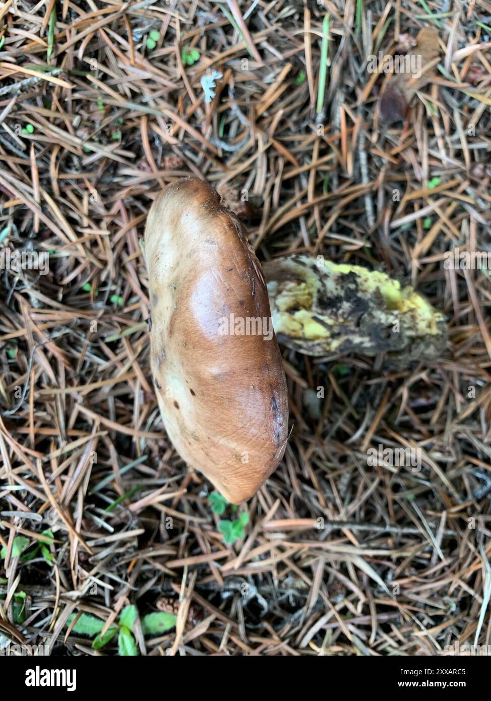 Blackening Slime Spike (Gomphidius oregonensis) Fungi Stock Photo - Alamy