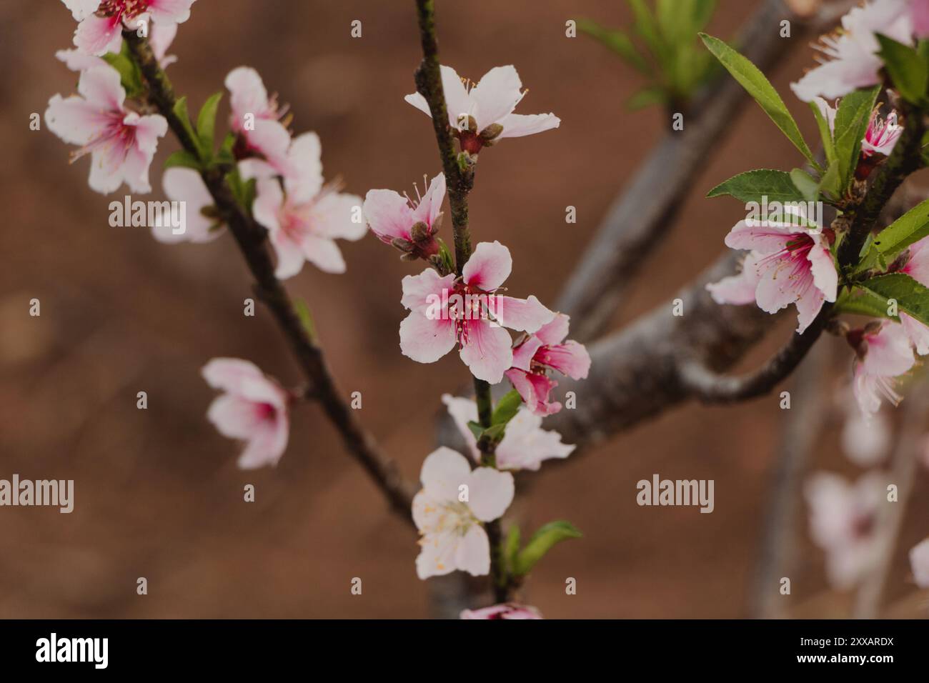 little pink flowers on the branch Stock Photo - Alamy little pink flowers on the branch Stock Photo - Alamy