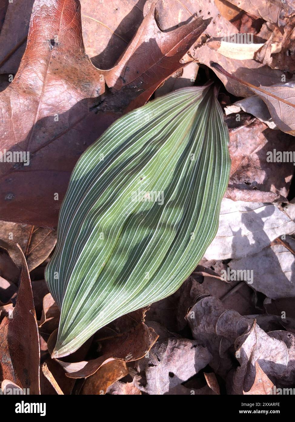 putty root (Aplectrum hyemale) Plantae Stock Photo - Alamy