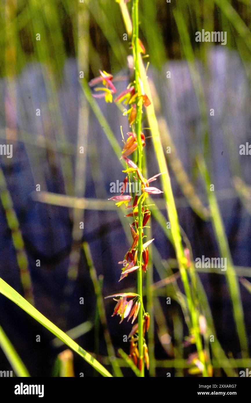 northern wild rice (Zizania palustris) Plantae Stock Photo - Alamy