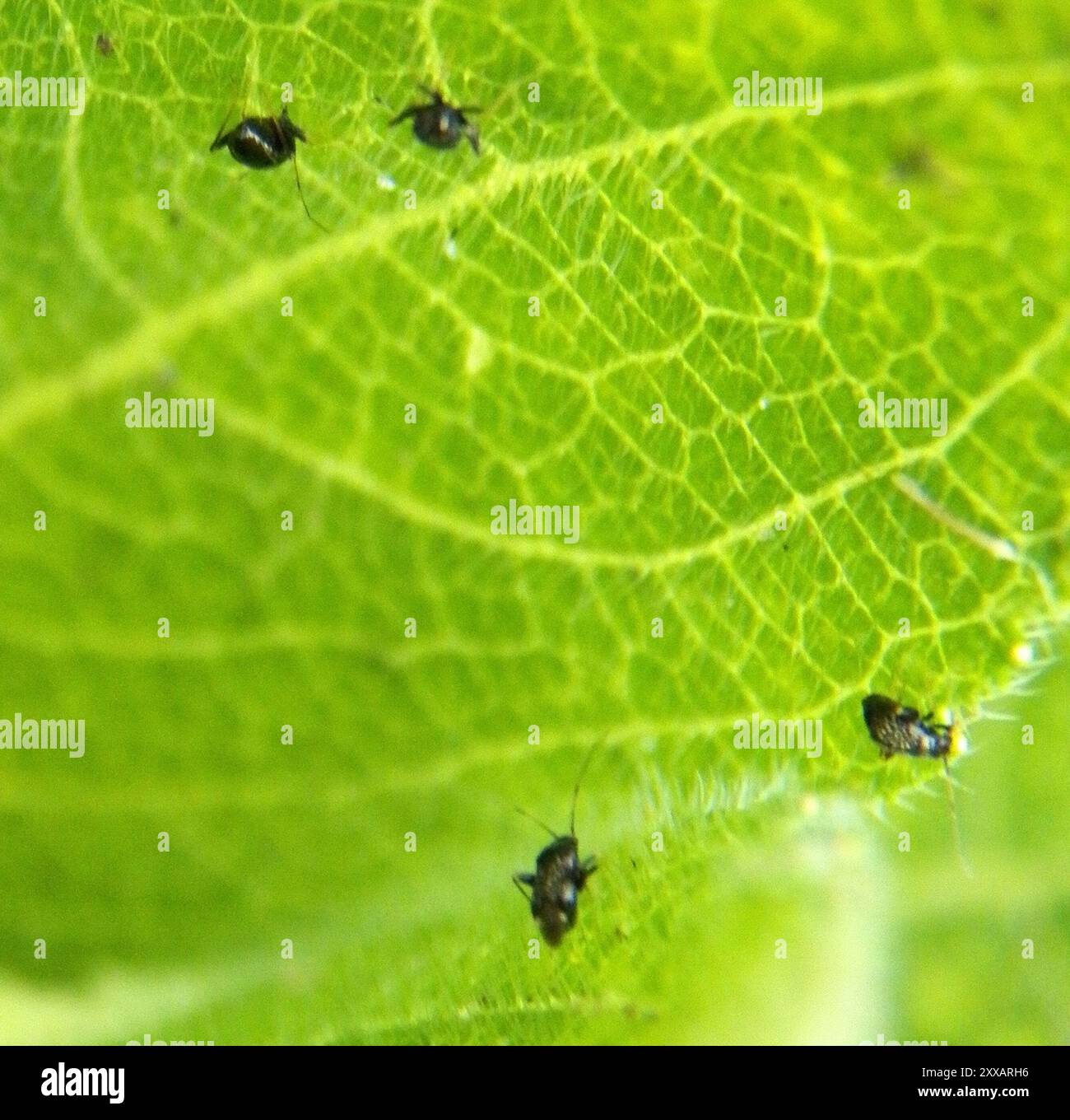 Garden Fleahopper (Microtechnites bractatus) Insecta Stock Photo - Alamy