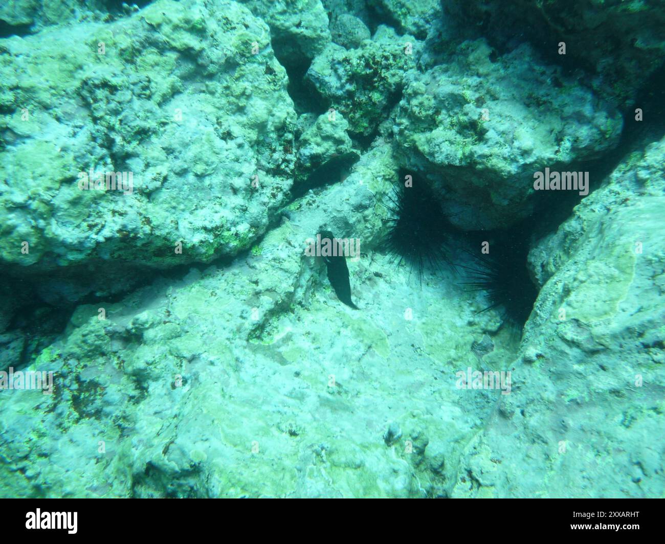 East Atlantic Redlip Blenny (Ophioblennius atlanticus) Actinopterygii ...