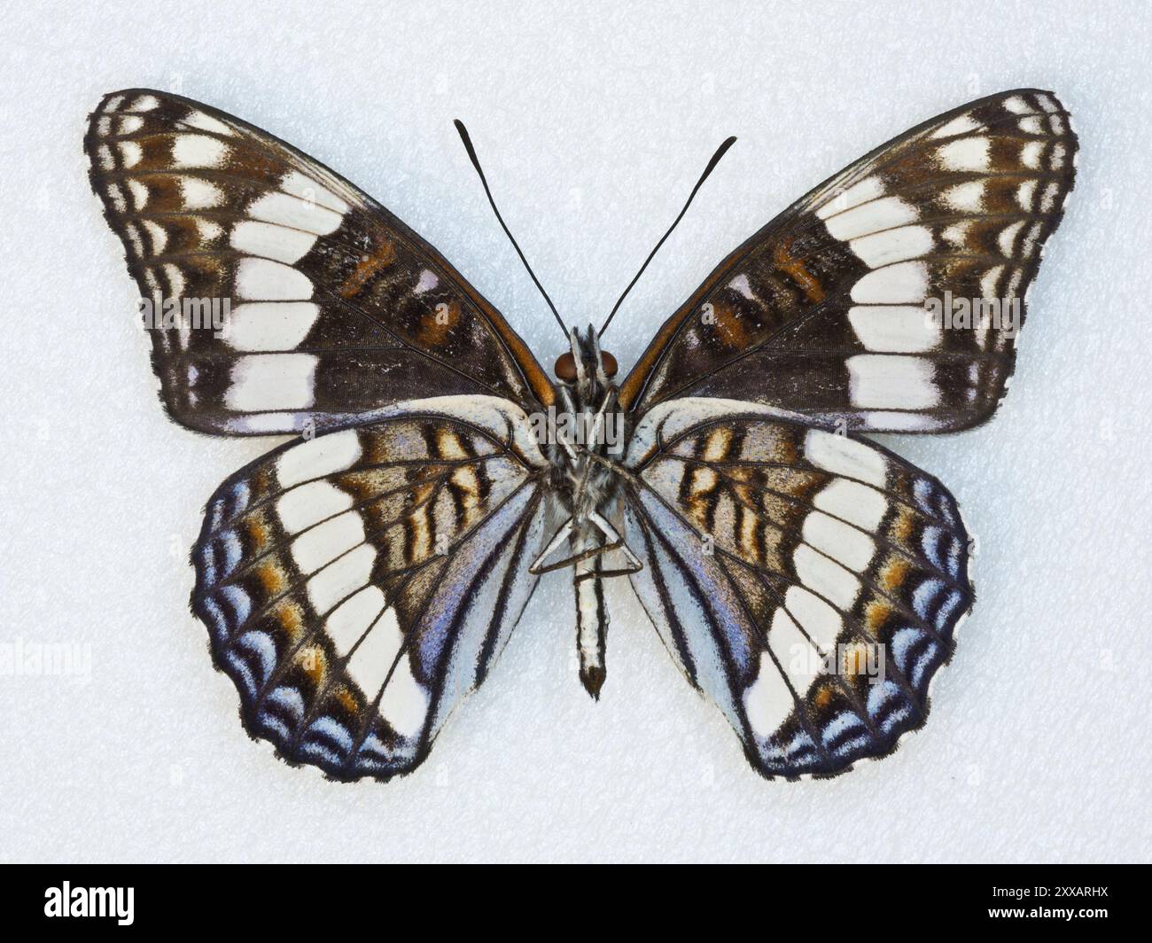Weidemeyers admiral hi-res stock photography and images - Alamy