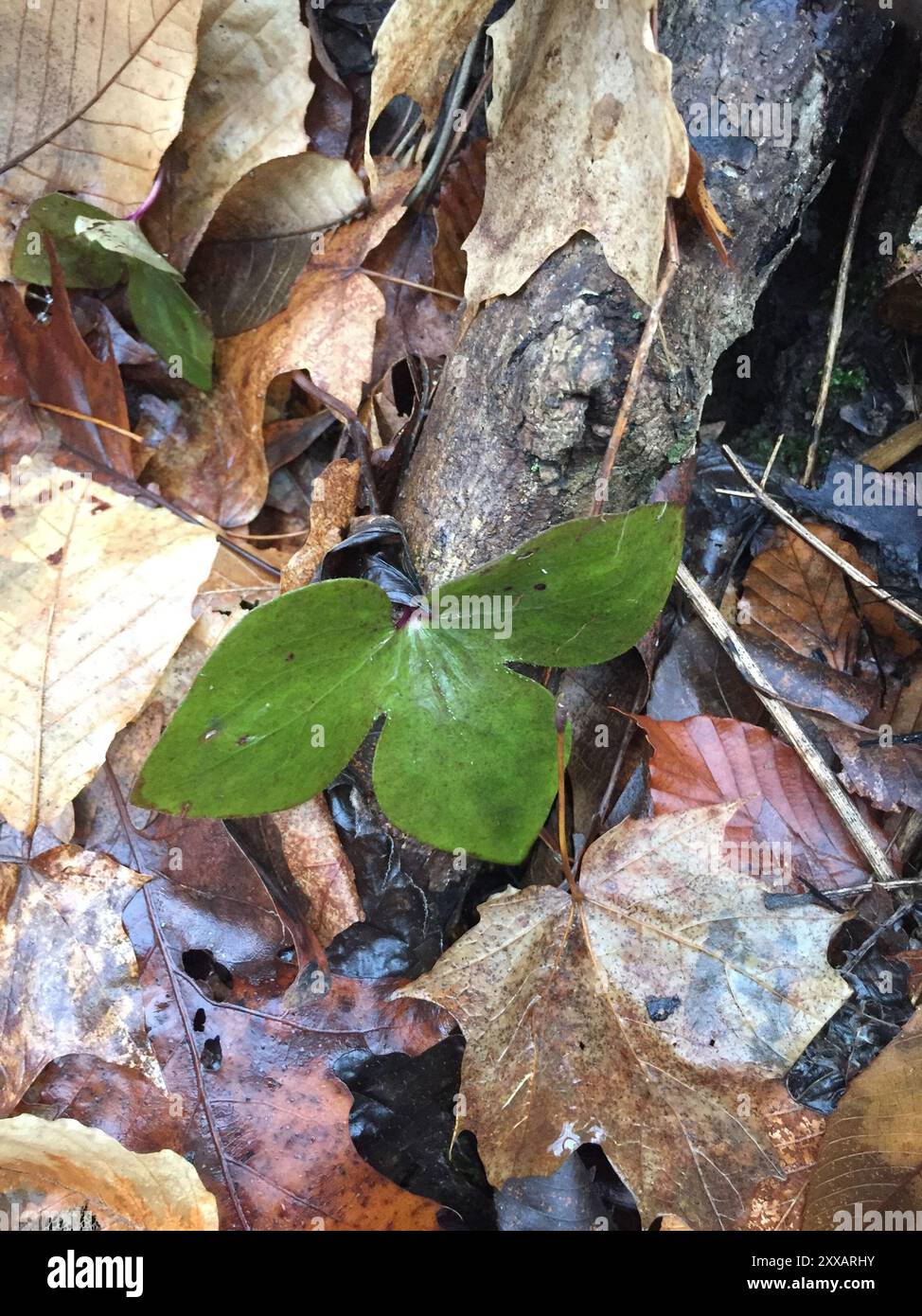 sharp-lobed hepatica (Hepatica acutiloba) Plantae Stock Photo - Alamy