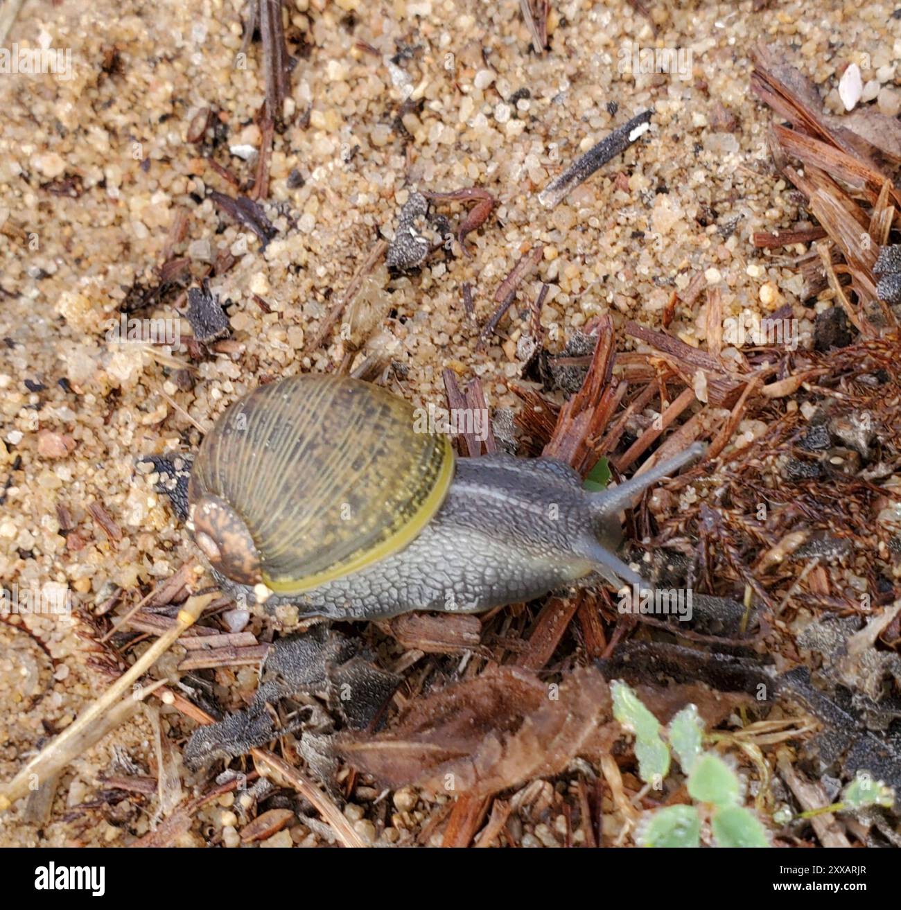 Green Garden Snail (Cantareus apertus) Mollusca Stock Photo - Alamy