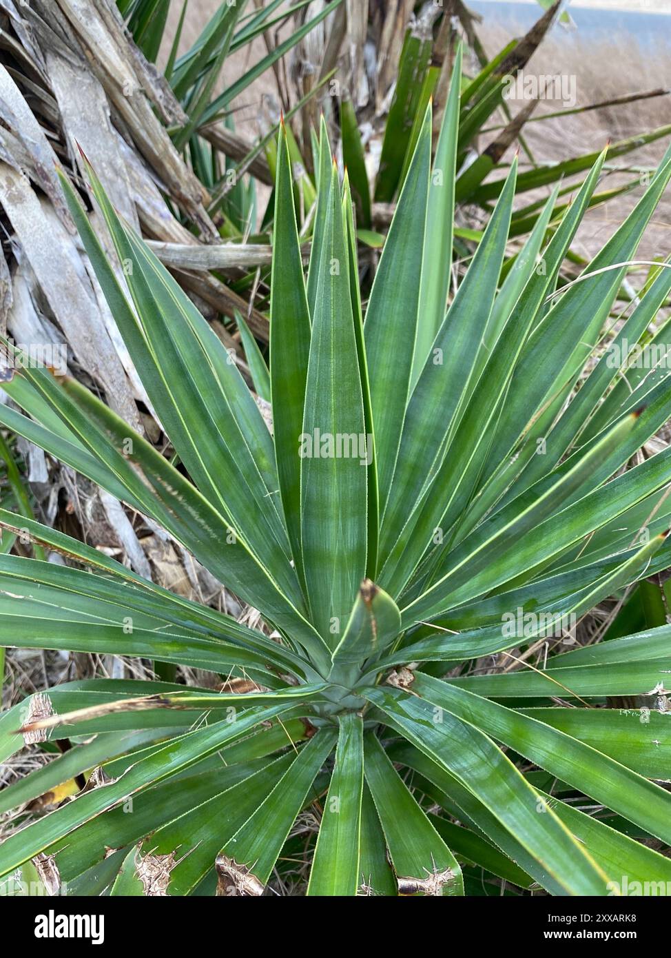 Aloe Yucca (Yucca aloifolia) Plantae Stock Photo - Alamy