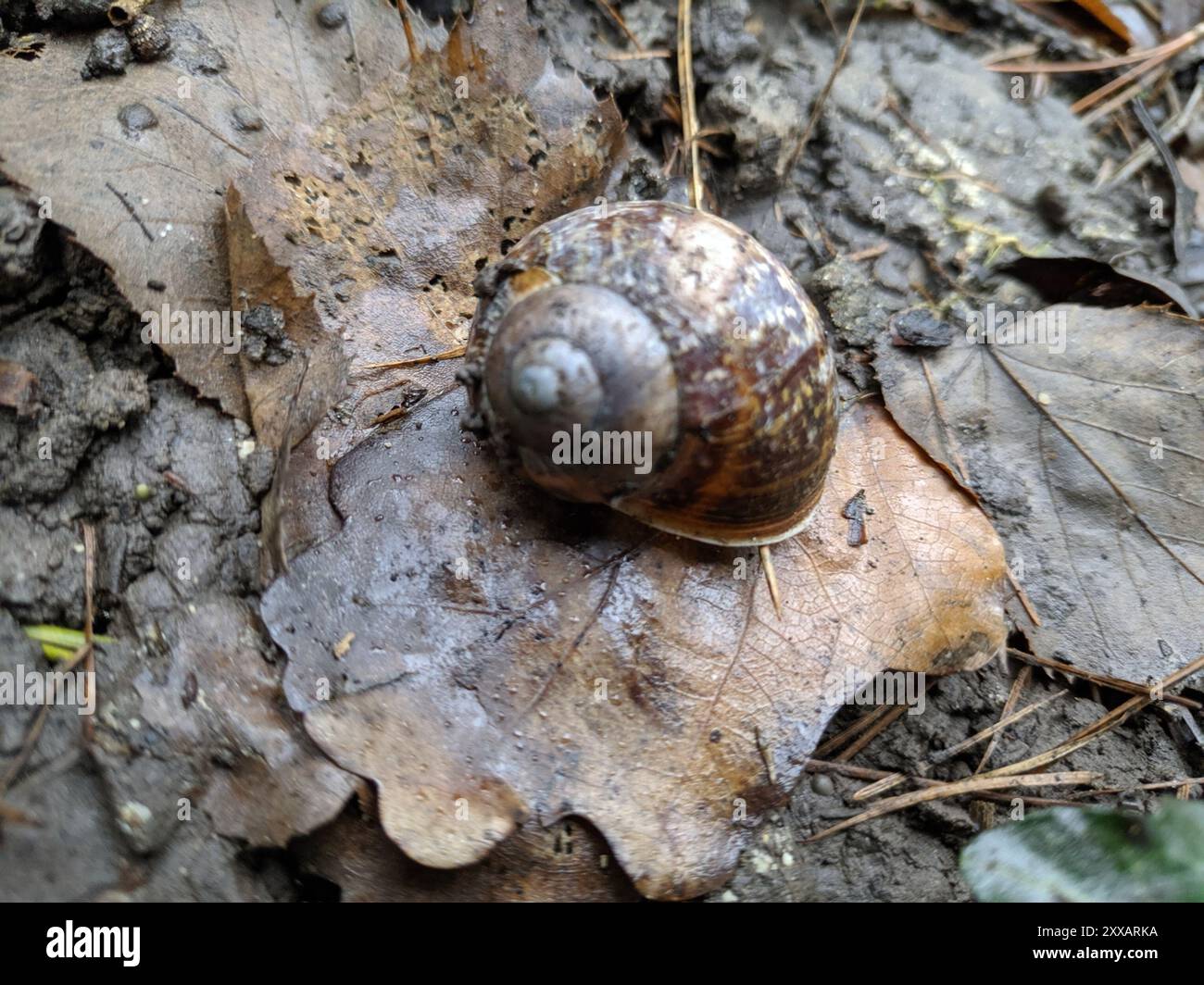 Garden Snail (Cornu aspersum) Mollusca Stock Photo - Alamy