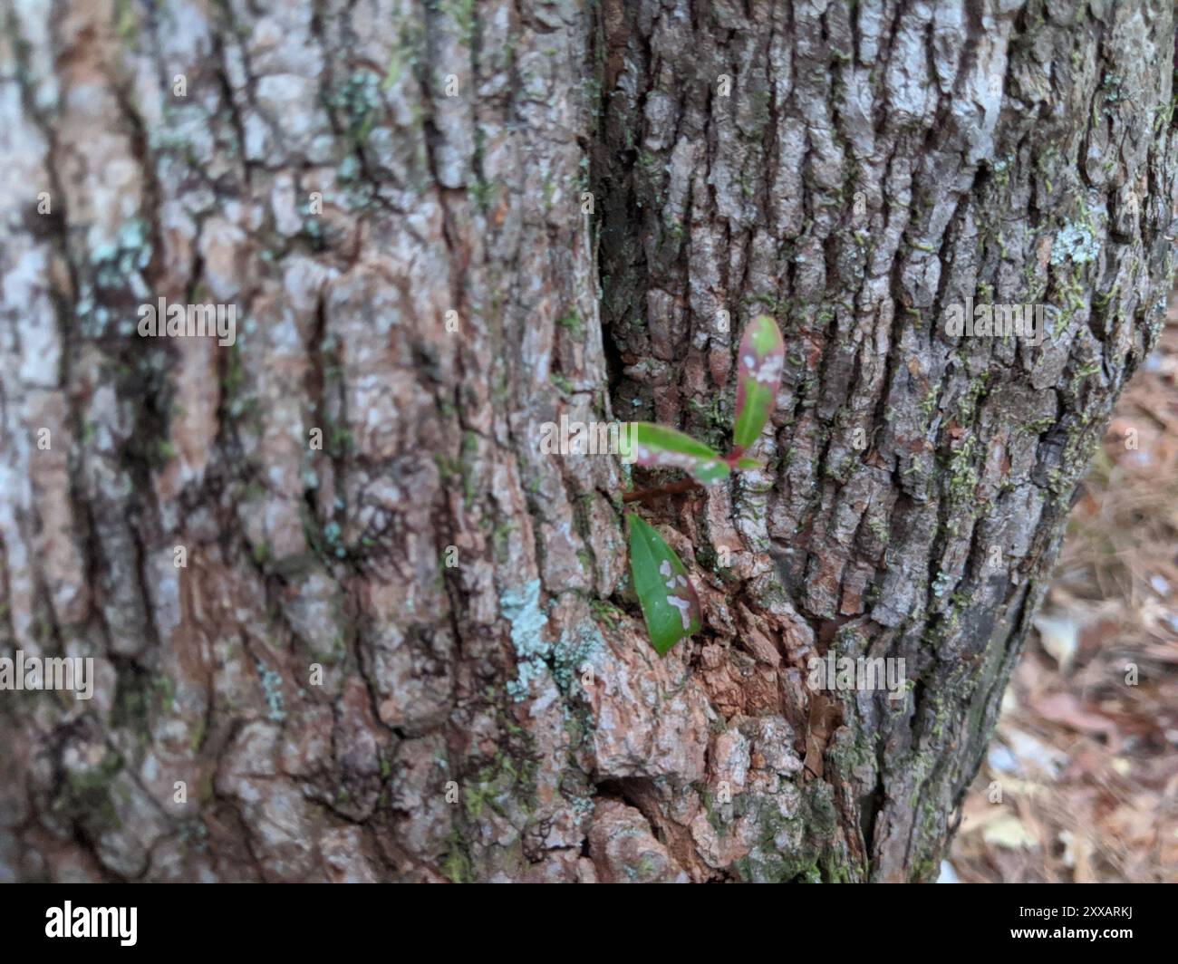 Swamp titi (Cyrilla racemiflora) Plantae Stock Photo - Alamy