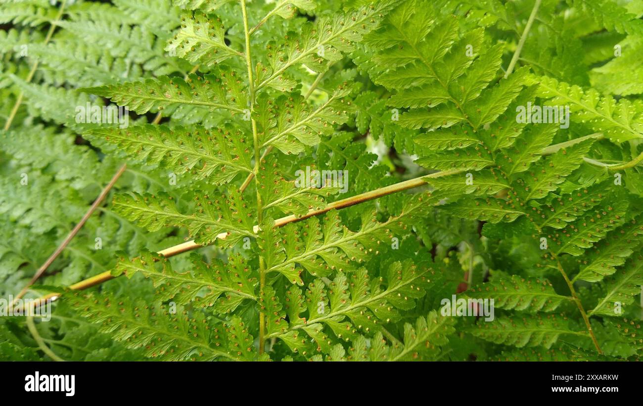 ferns (Polypodiopsida) Plantae Stock Photo - Alamy