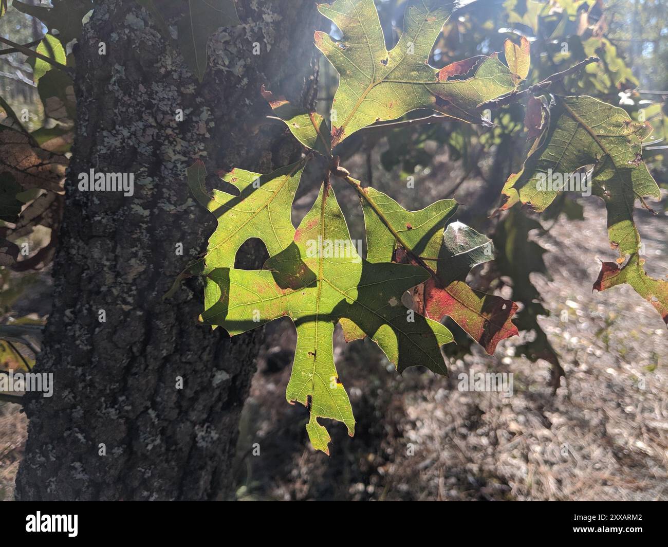 American turkey oak (Quercus laevis) Plantae Stock Photo - Alamy