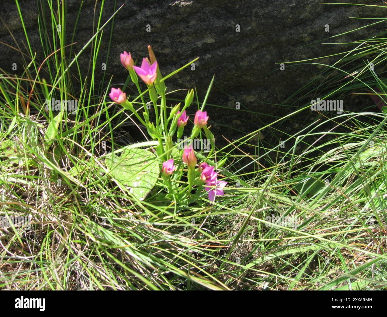 Hesperantha grandiflora hi-res stock photography and images - Alamy