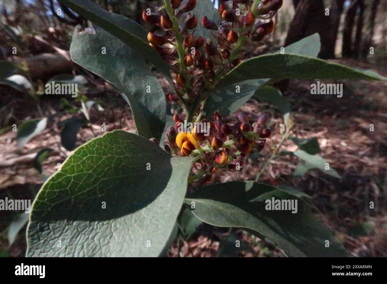 hop bitter-pea (Daviesia latifolia) Plantae Stock Photo - Alamy