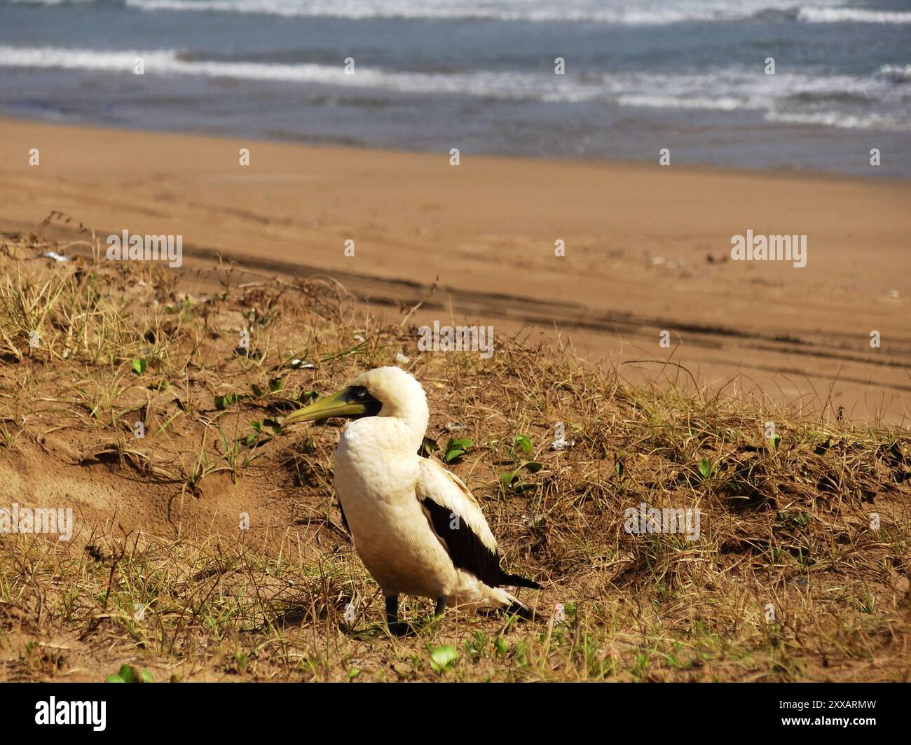 Masked Booby (Sula dactylatra) Aves Stock Photo - Alamy