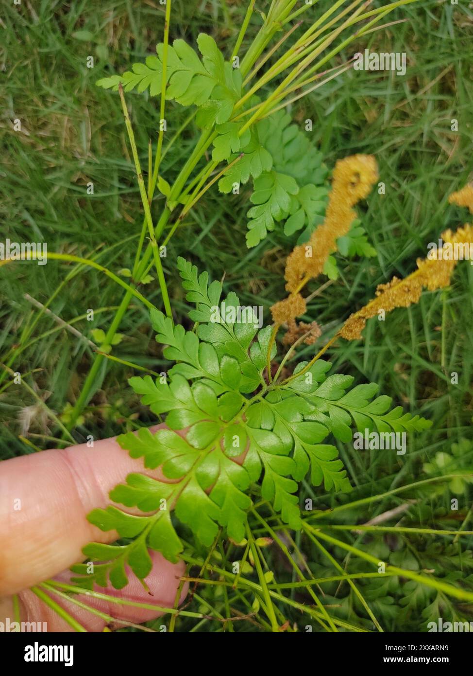 Anemia adiantifolia hi-res stock photography and images - Alamy