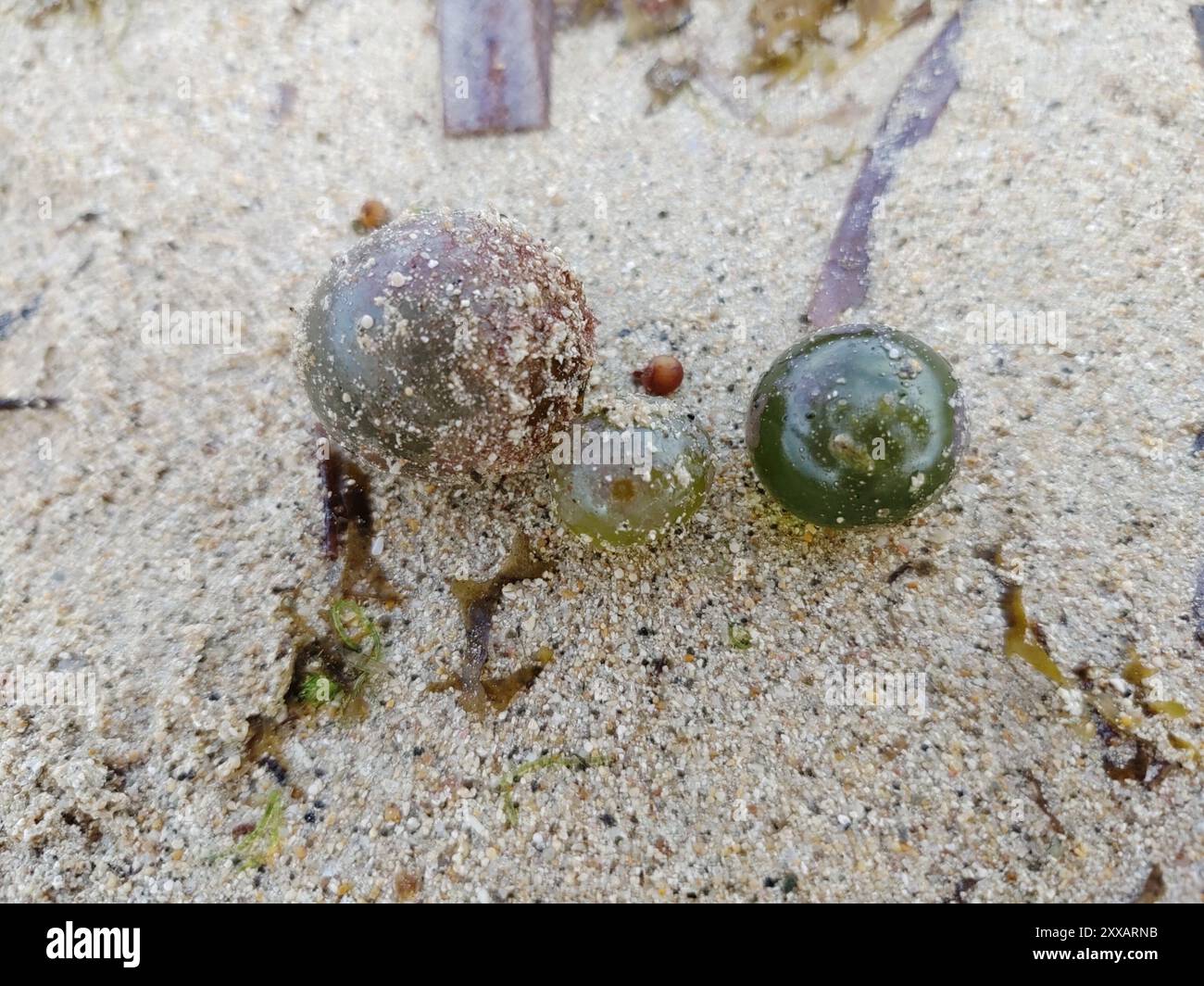 sailor's eyeball alga (Valonia ventricosa) Plantae Stock Photo - Alamy