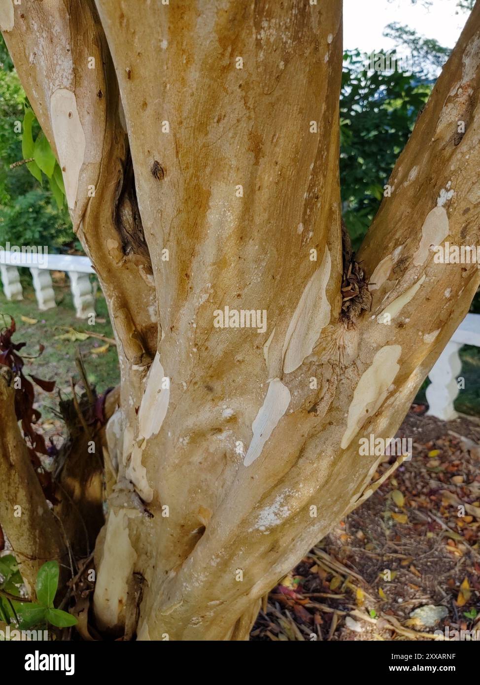 (Ficus trigonata) Plantae Stock Photo - Alamy