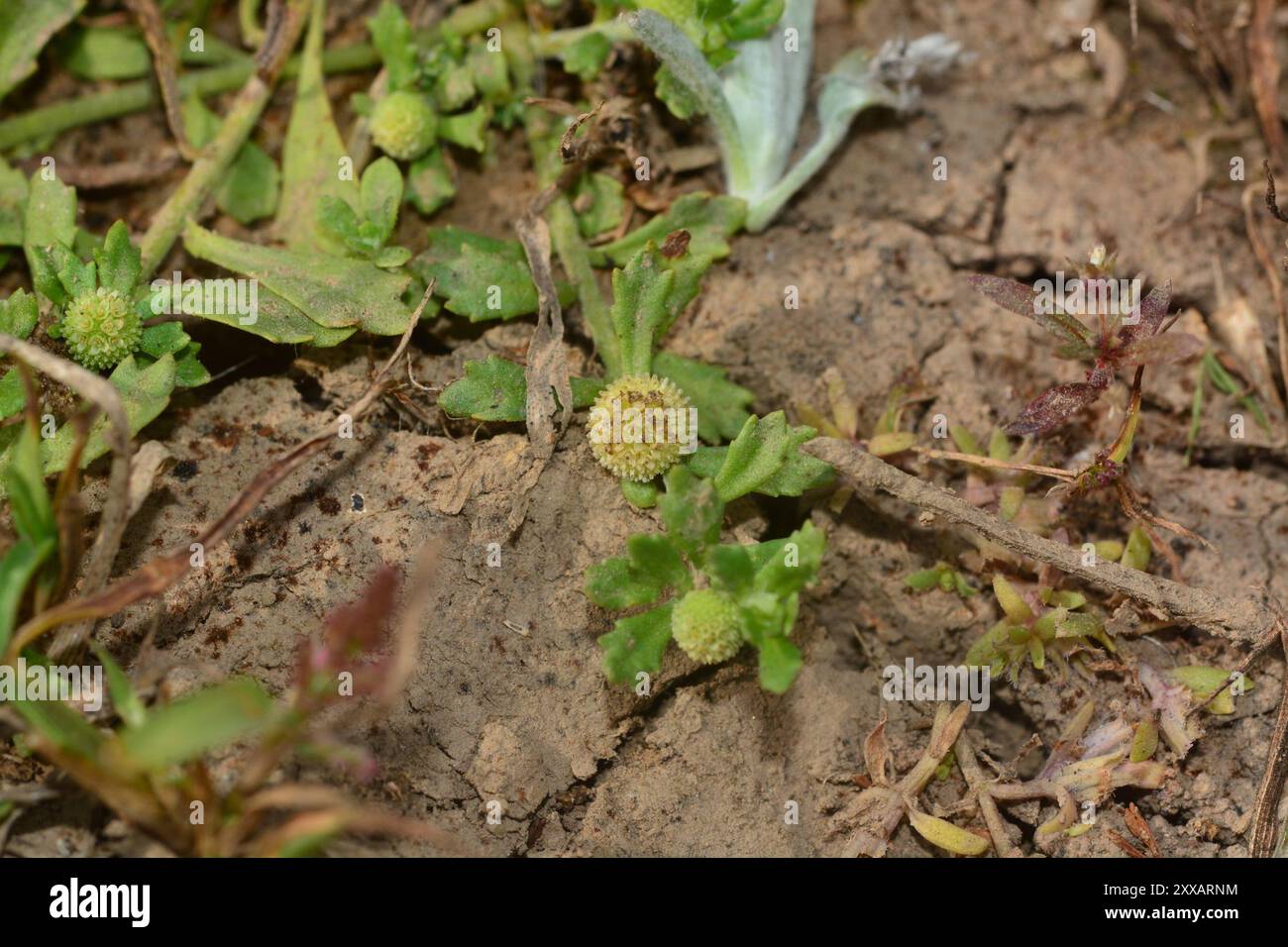 spreading sneezeweed (Centipeda minima) Plantae Stock Photo - Alamy