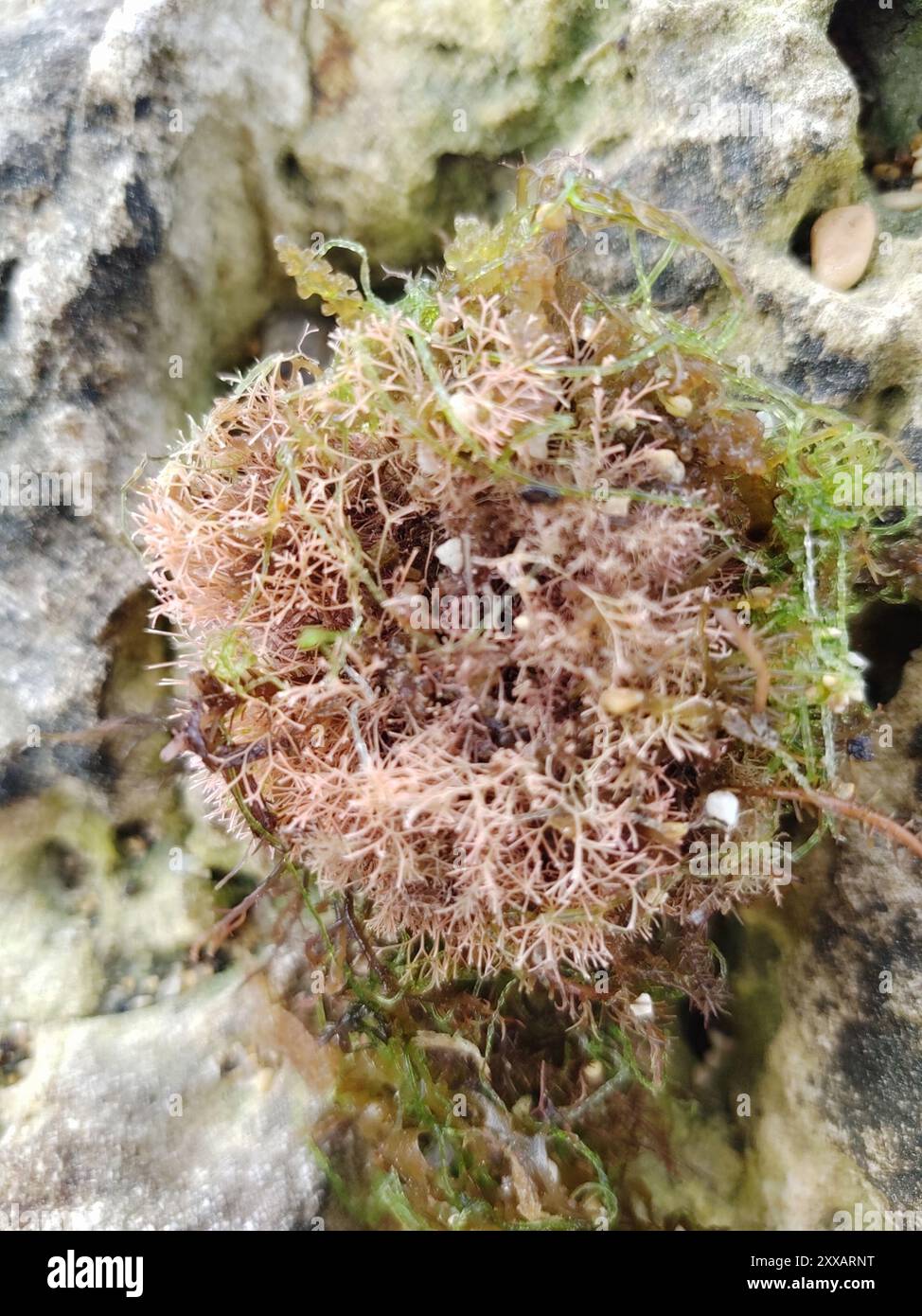 Galaxaura hi-res stock photography and images - Alamy