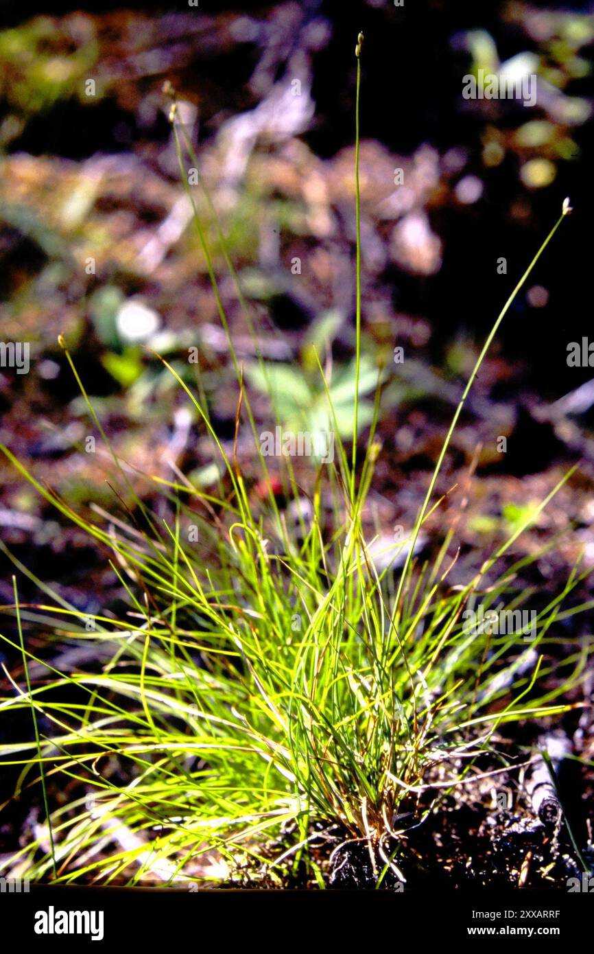 two-seeded sedge (Carex disperma) Plantae Stock Photo - Alamy