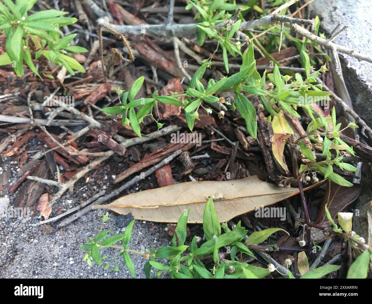 dicots (Magnoliopsida) Plantae Stock Photo - Alamy