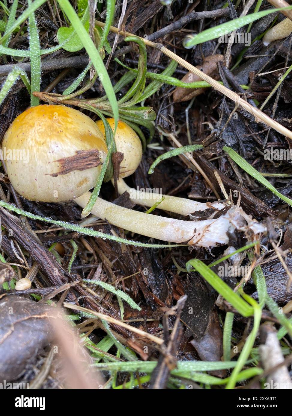 yellow fieldcap (Bolbitius titubans) Fungi Stock Photo - Alamy