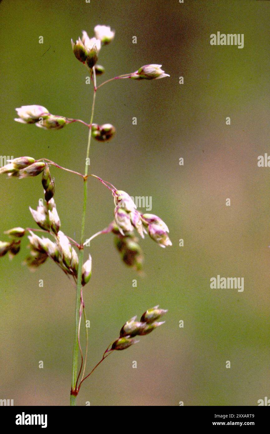 northern sweetgrass (Anthoxanthum hirtum) Plantae Stock Photo - Alamy