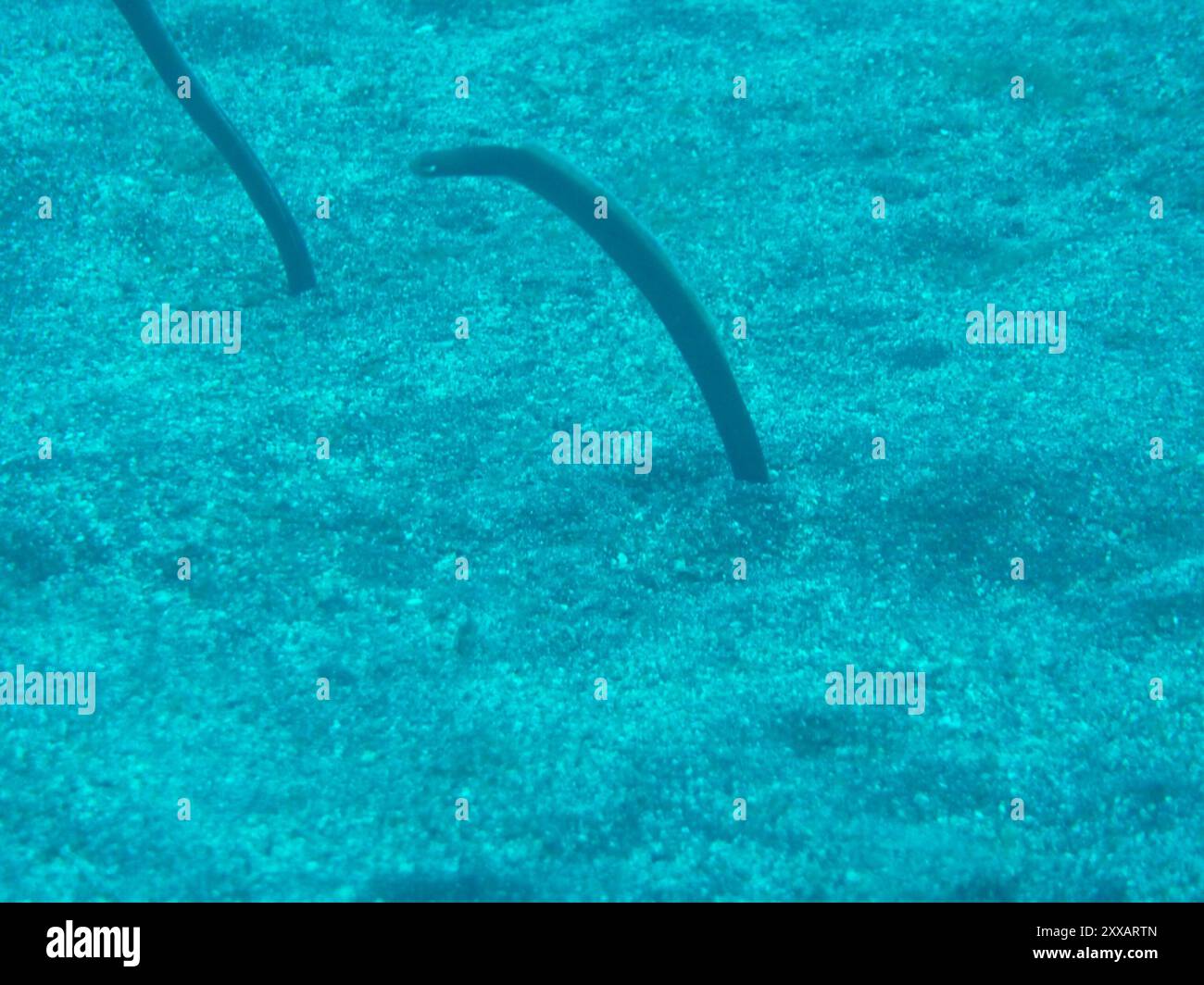 Brown Garden Eel (Heteroconger longissimus) Actinopterygii Stock Photo ...