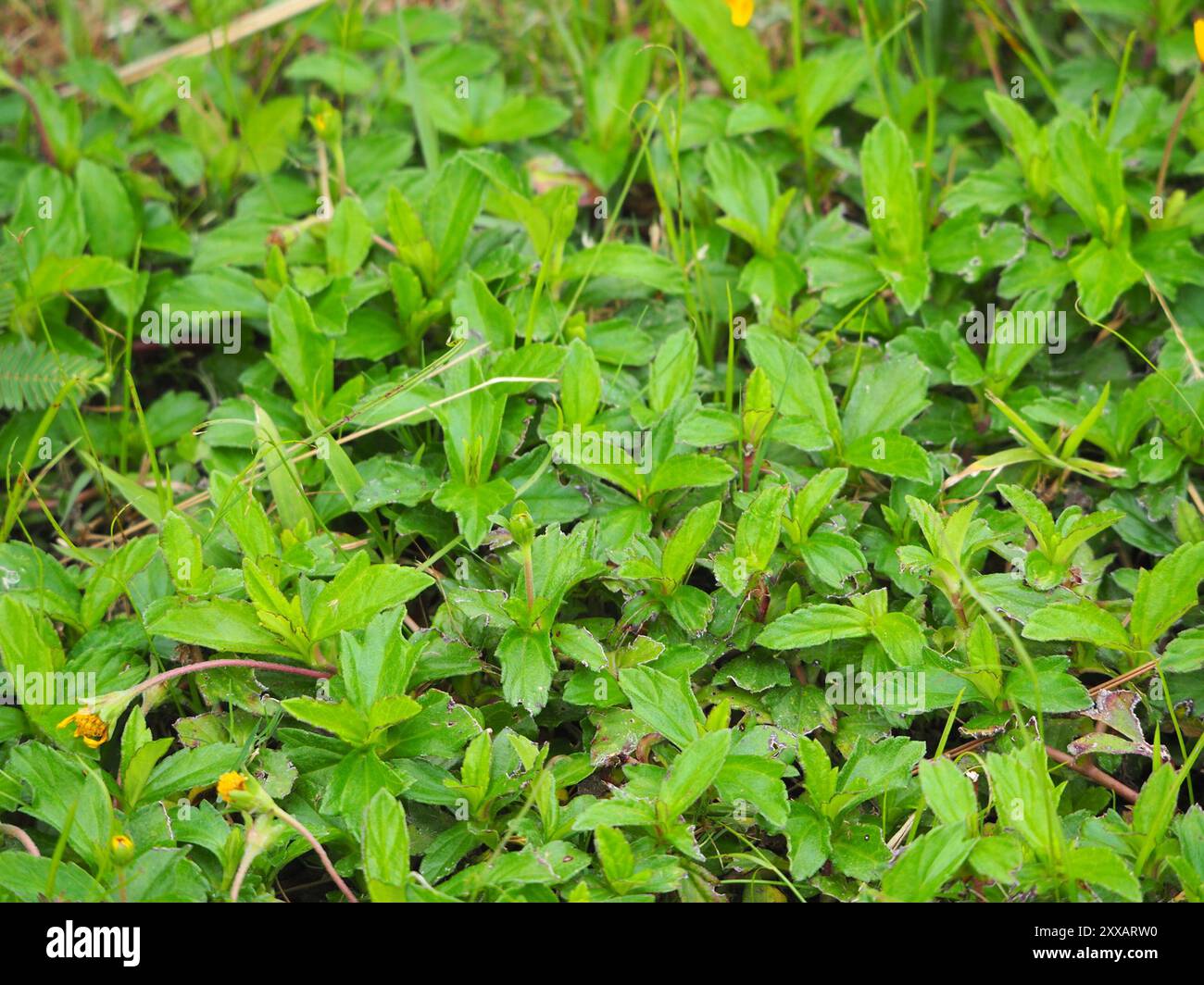 trailing daisy (Sphagneticola trilobata) Plantae Stock Photo - Alamy