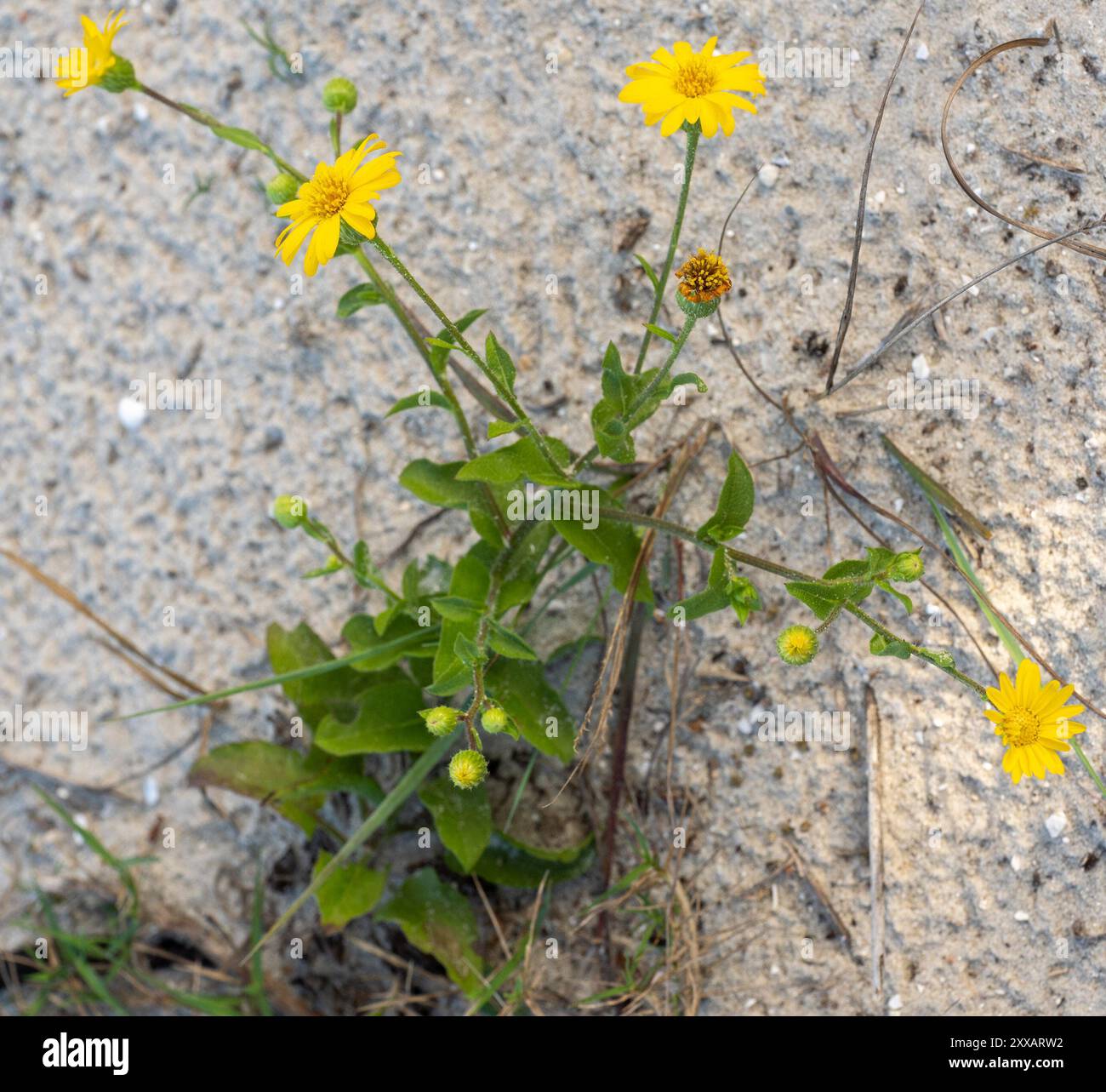 Camphorweed (Heterotheca subaxillaris) Plantae Stock Photo - Alamy